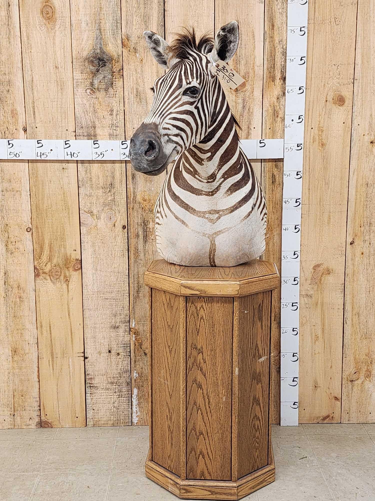 Zebra Pedestal Taxidermy Mount Auction