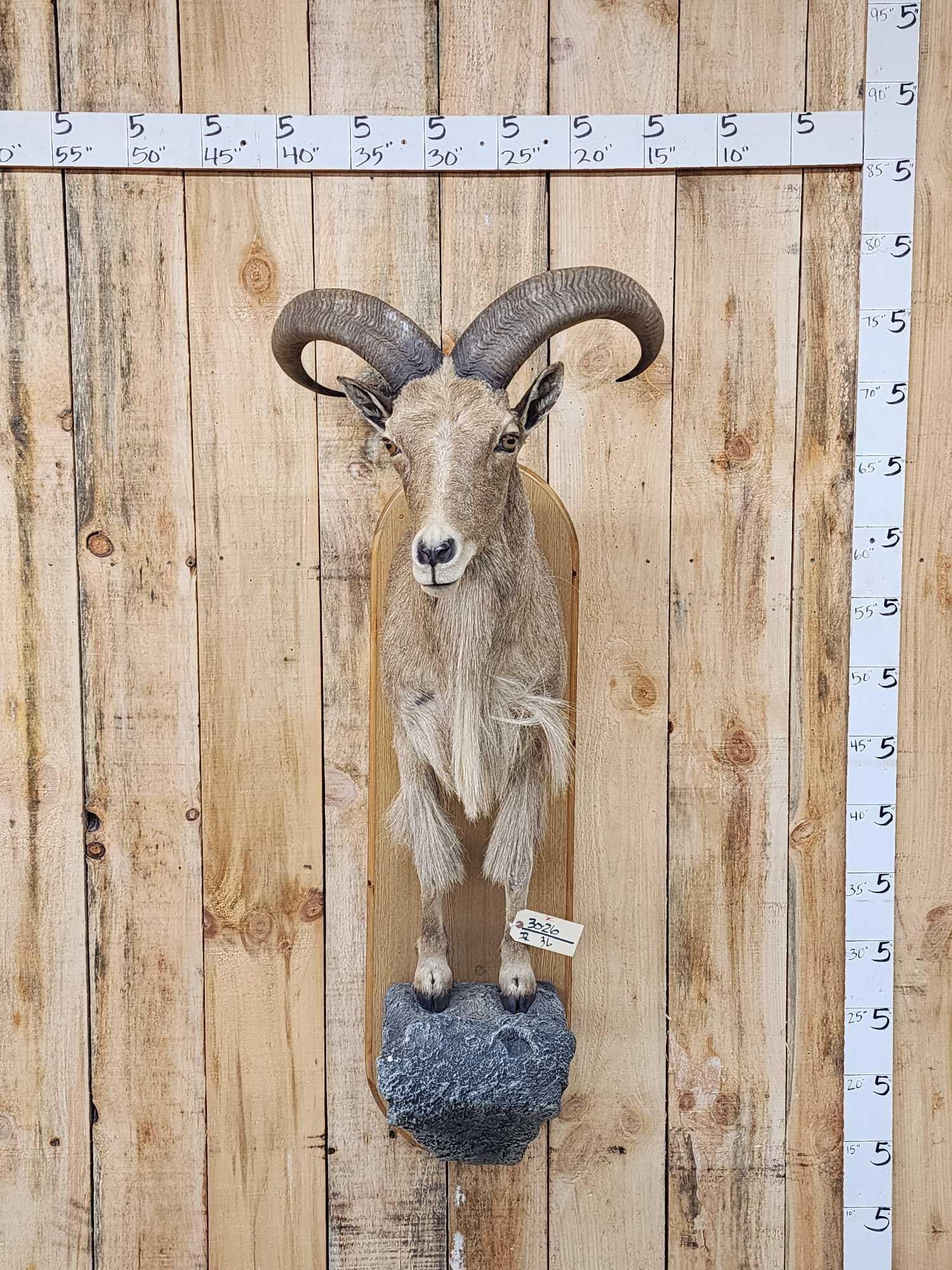 Aoudad Or Barbary Sheep Half Body Taxidermy Mount Auction