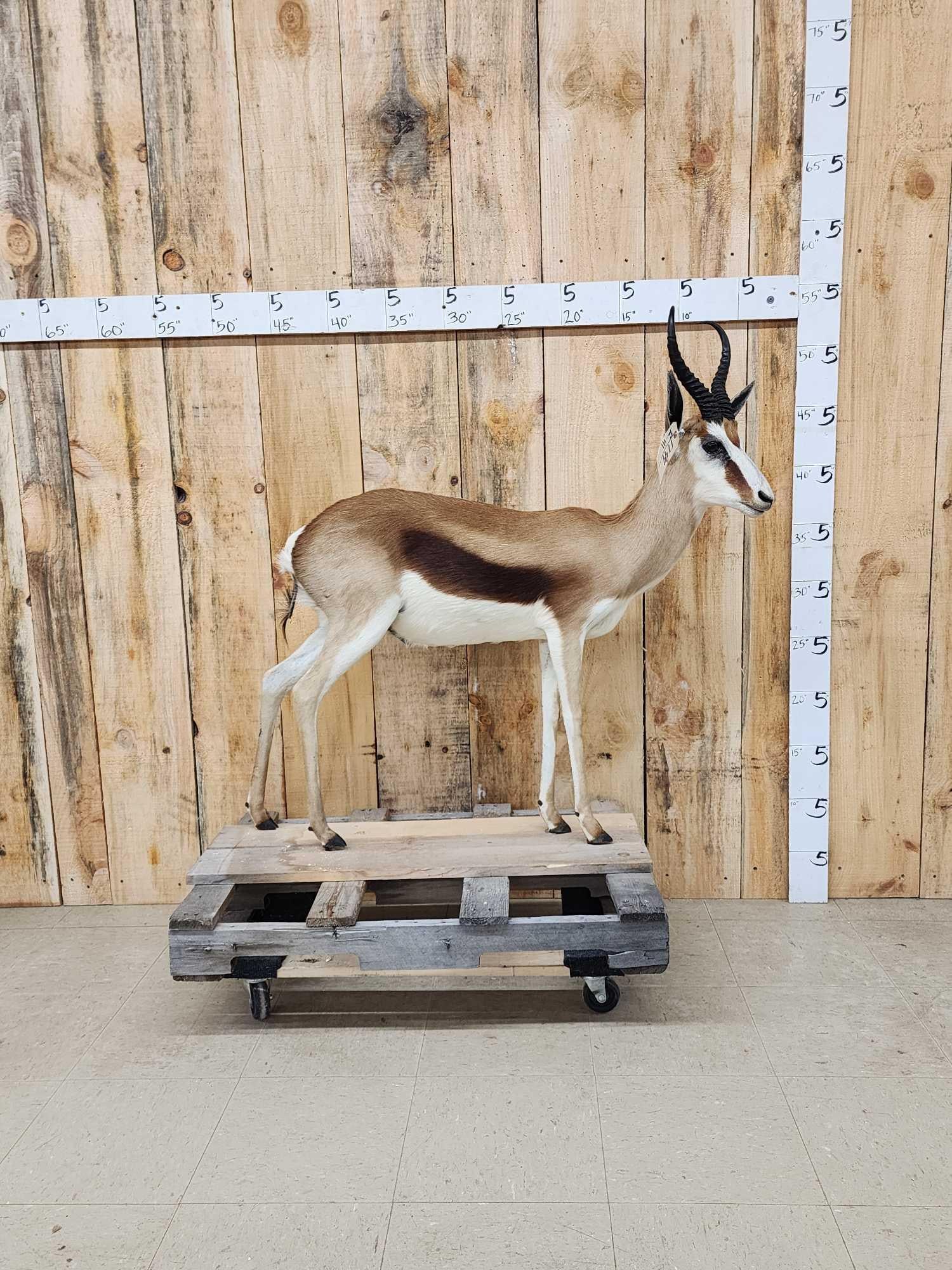 African Springbok Full Body Taxidermy Mount Auction