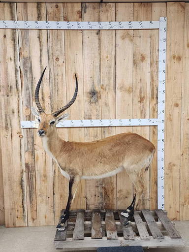 African Comon Lechwe Full Body Taxidermy Mount