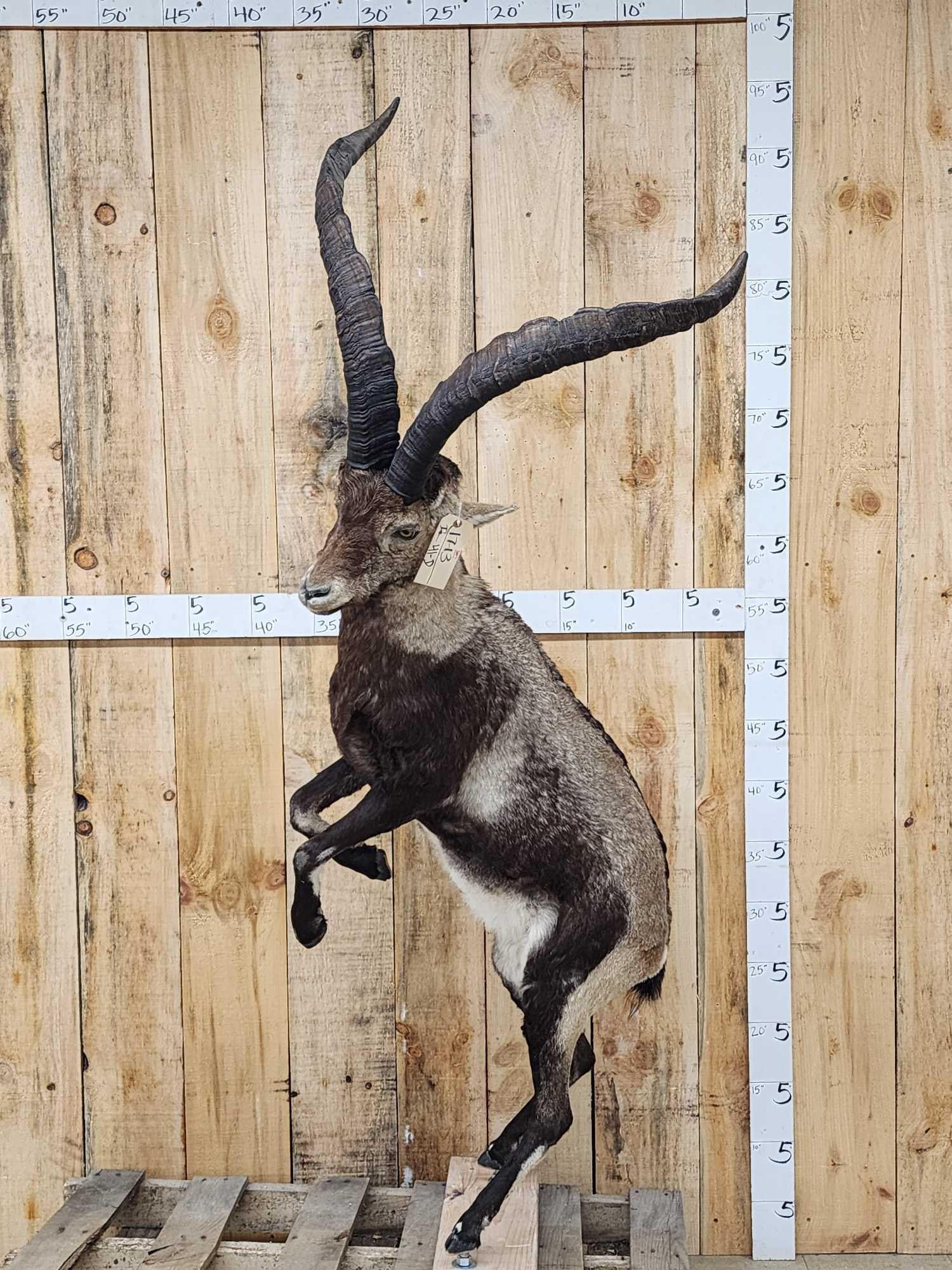 Gredos Ibex Full Body Taxidermy Mount Auction
