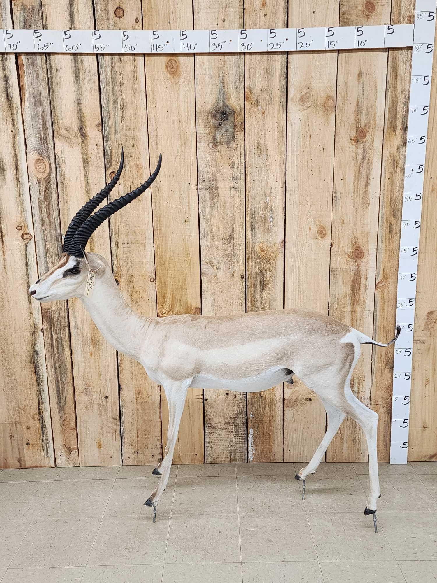 African Grants Gazelle Full Body Taxidermy Mount Auction