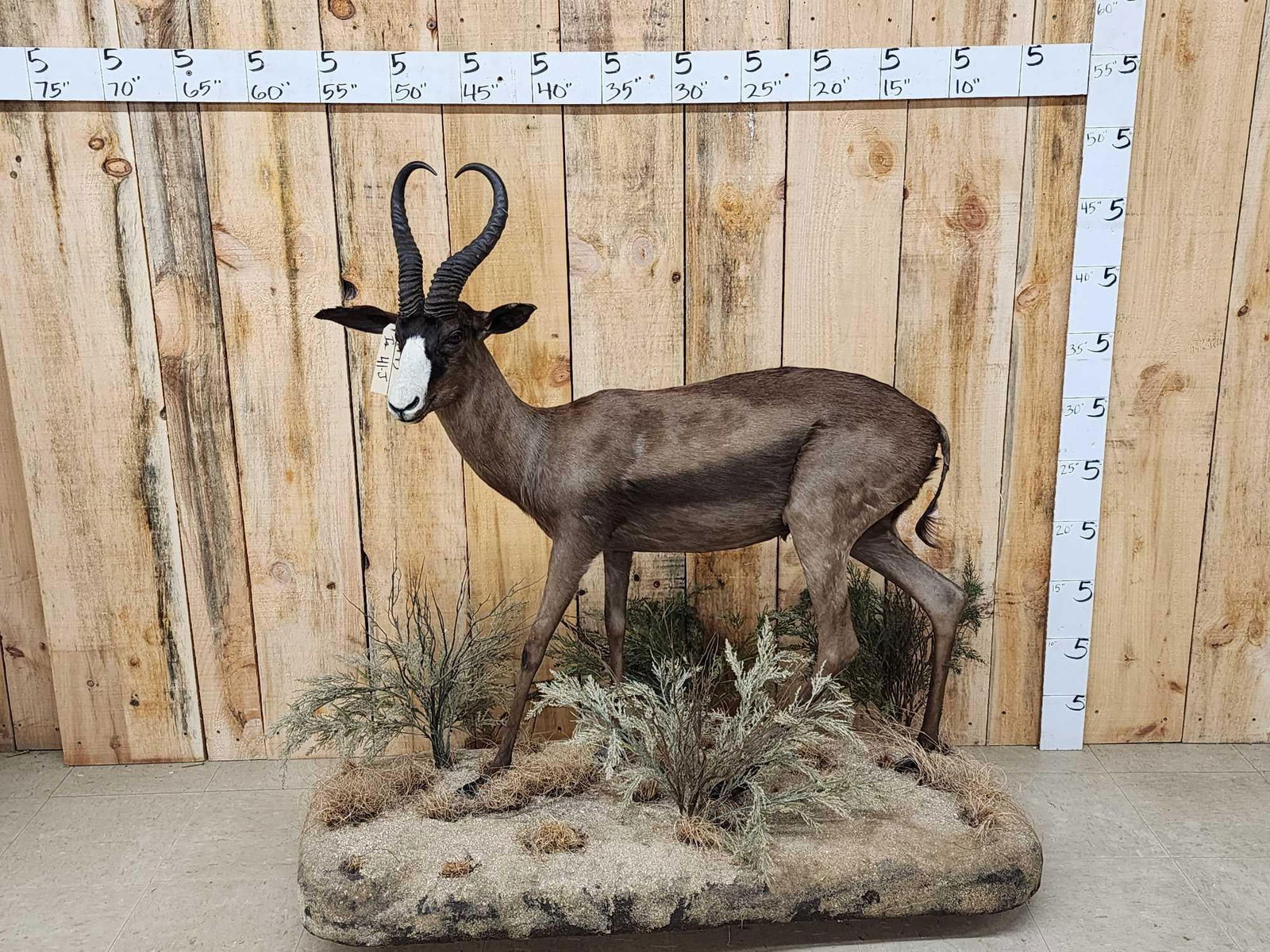 African Chocolate Springbok Full Body Taxidermy Mount Auction