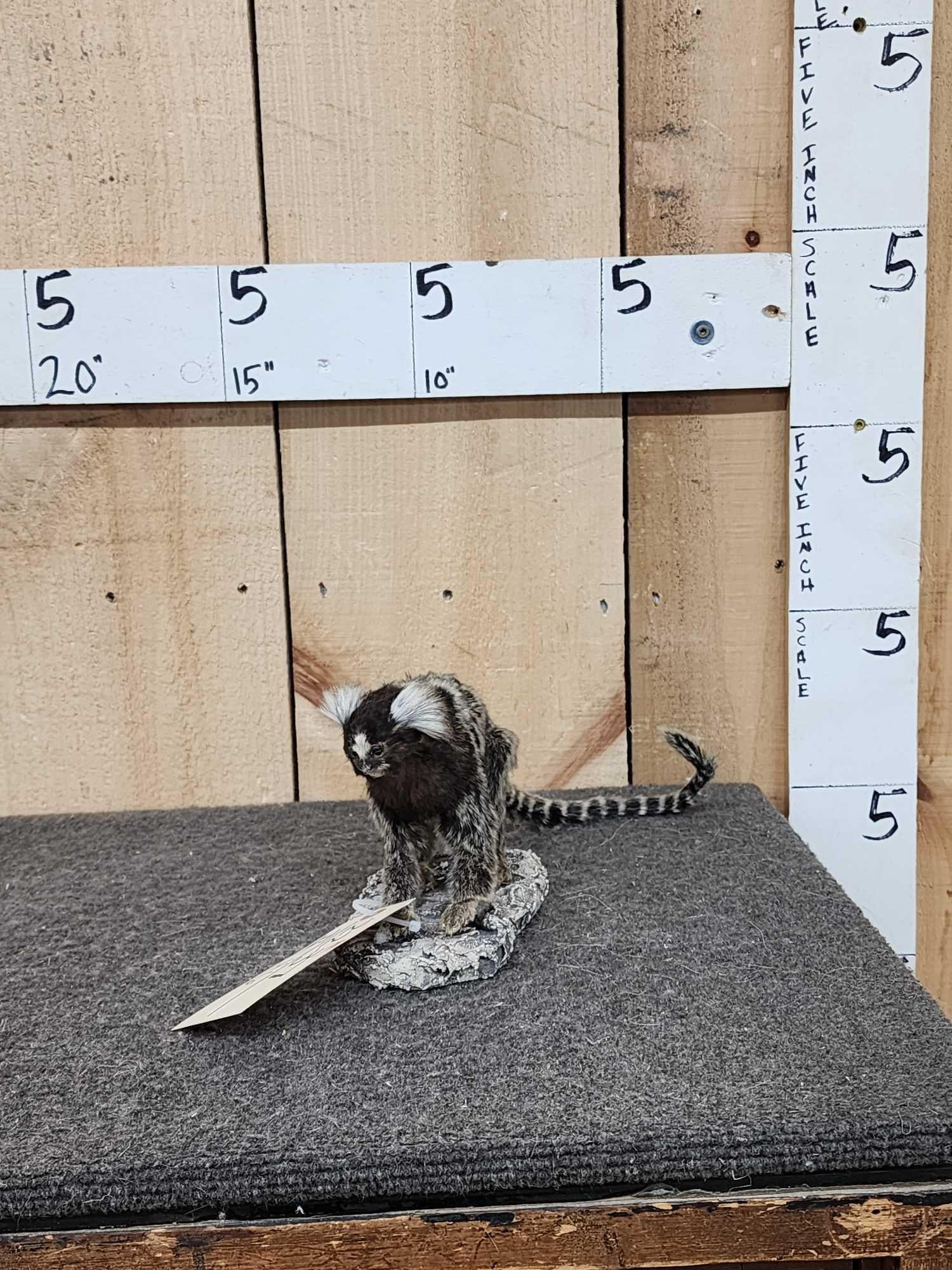 Marmoset Full Body Taxidermy Mount Auction