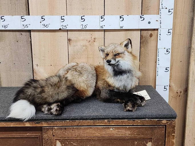 Alaskan Red Fox Full Body Taxidermy Mount