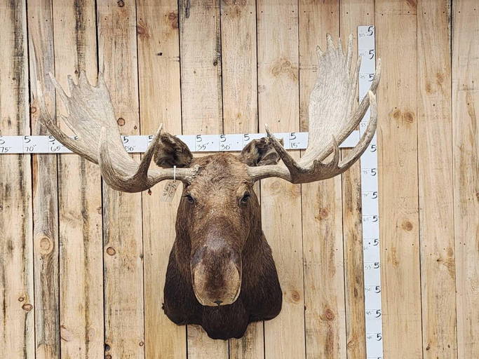 54" Moose Shoulder Mount Taxidermy