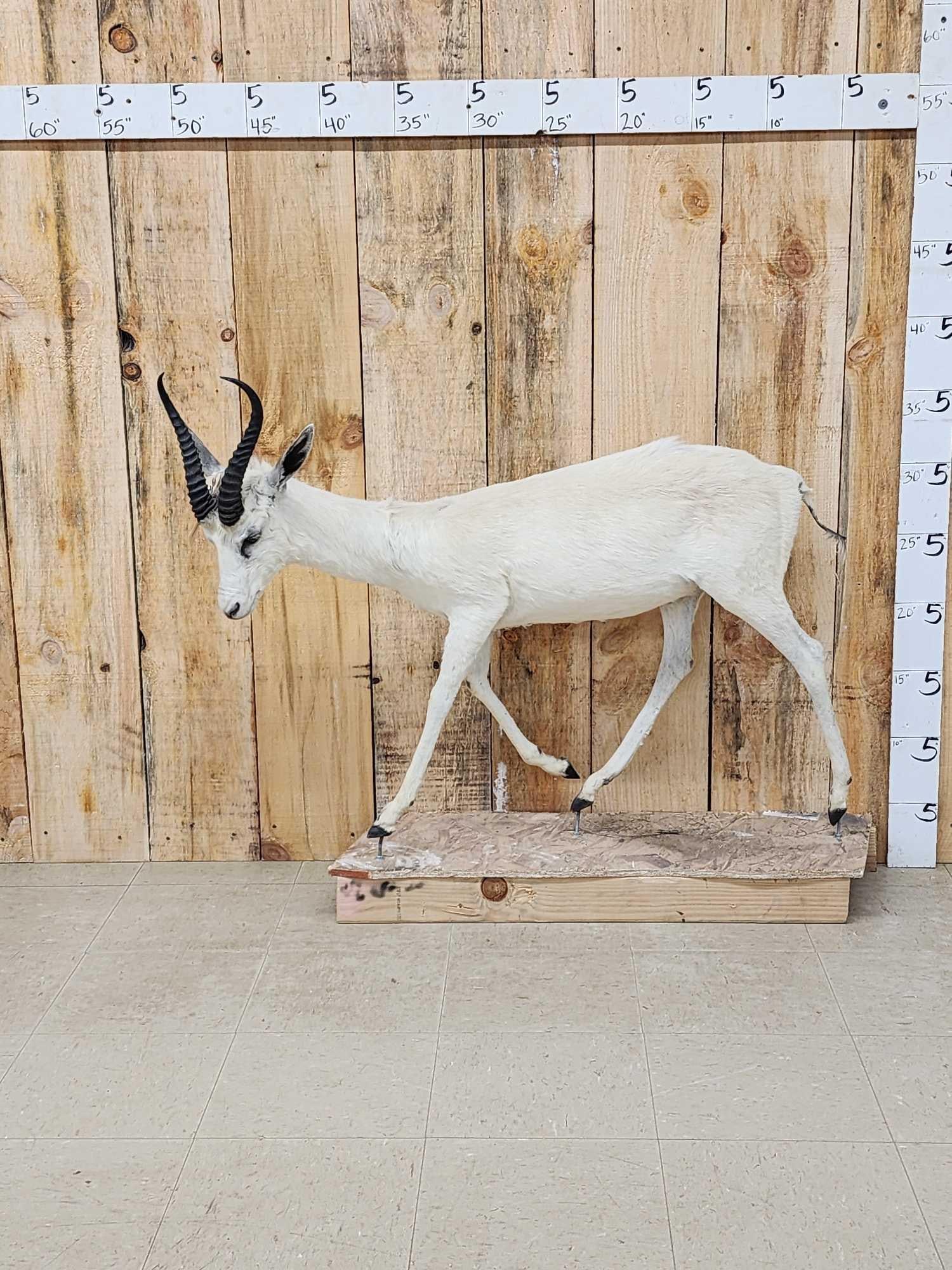 African White Springbok Full Body Taxidermy Mount Auction