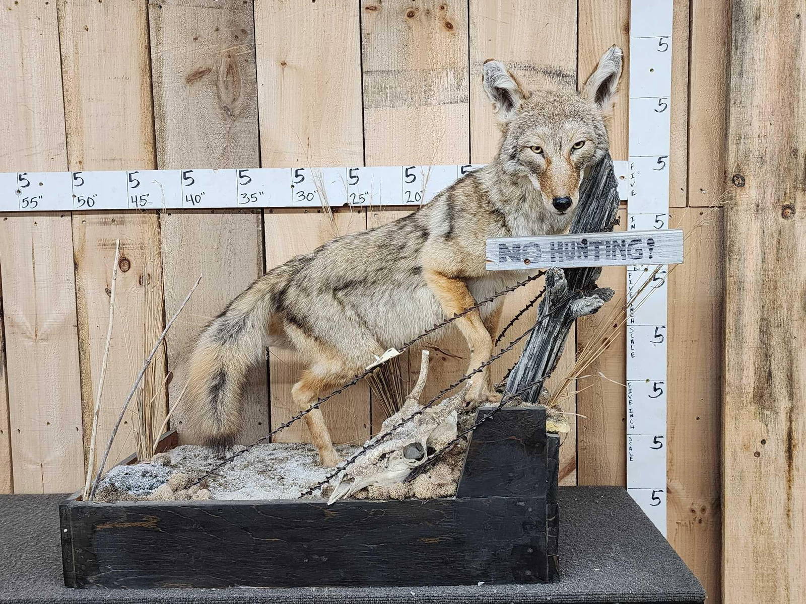 Coyote Full Body Taxidermy Mount Auction
