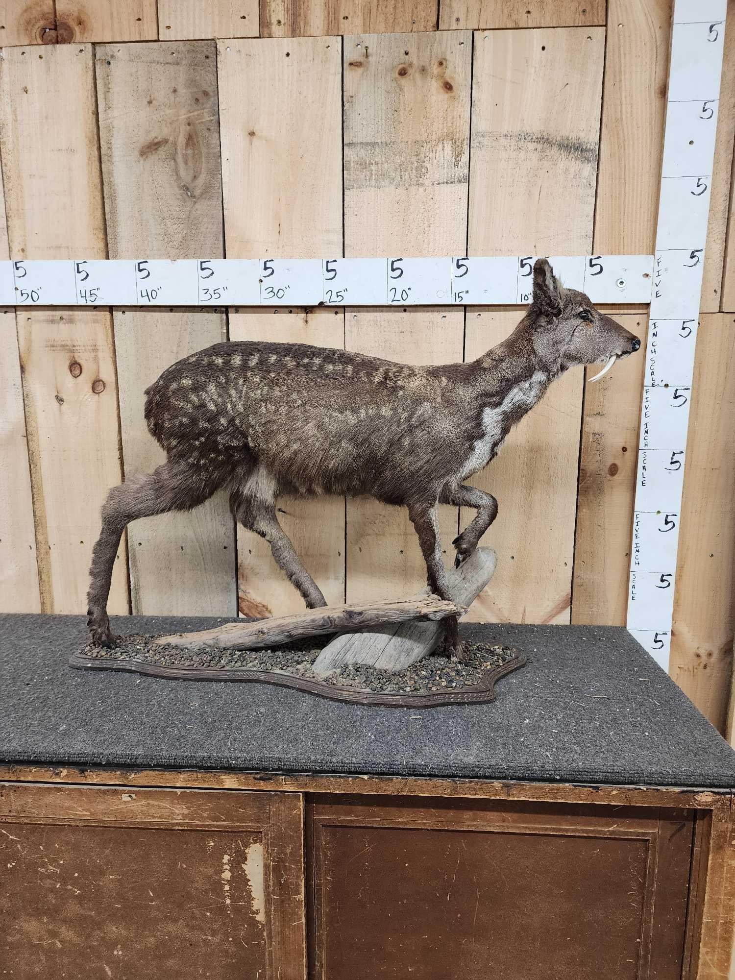 Musk Deer Full Body Taxidermy Mount Iowa Residents Only Auction