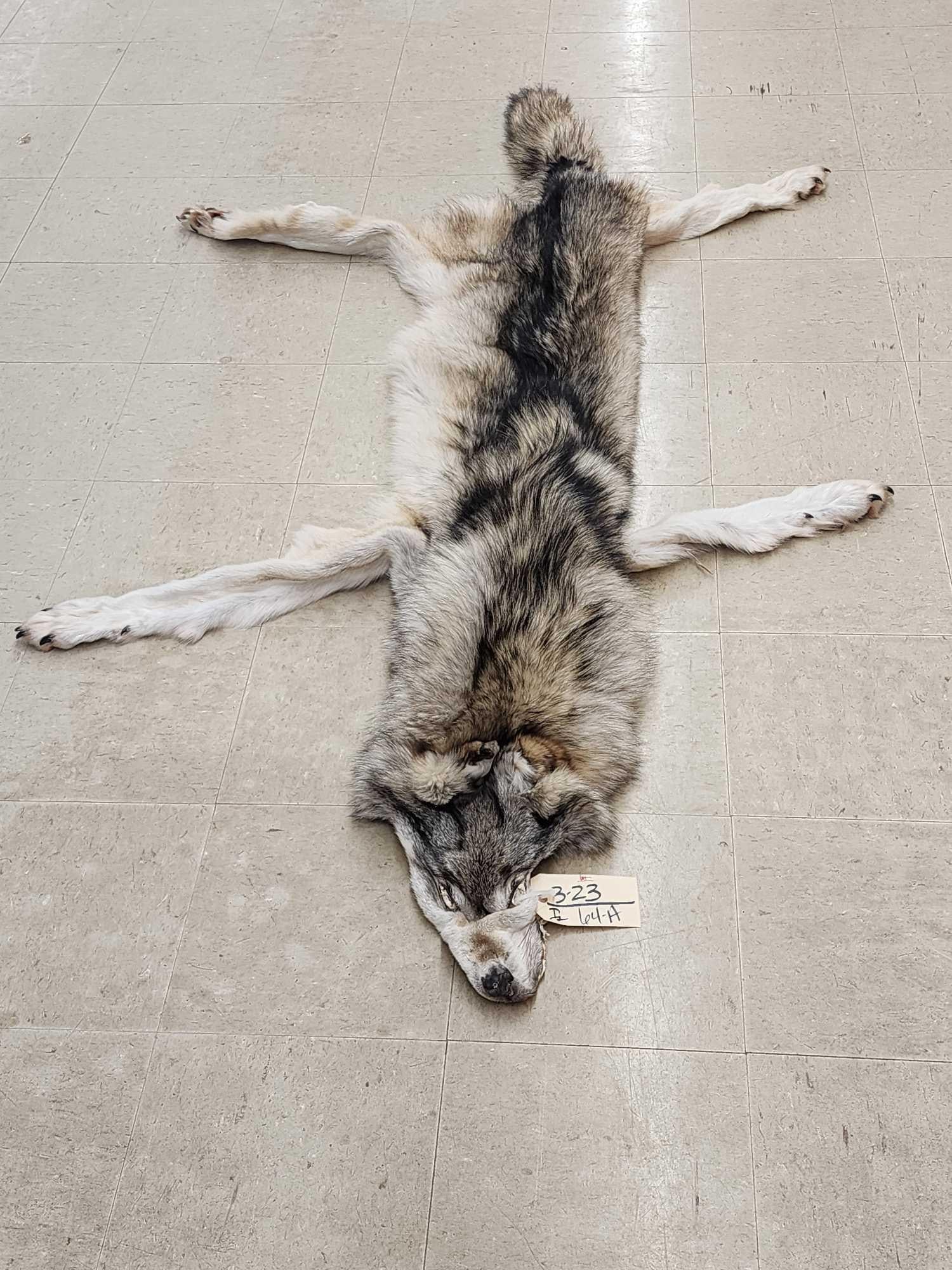 Big Canadian Wolf Soft Tanned Fur Auction