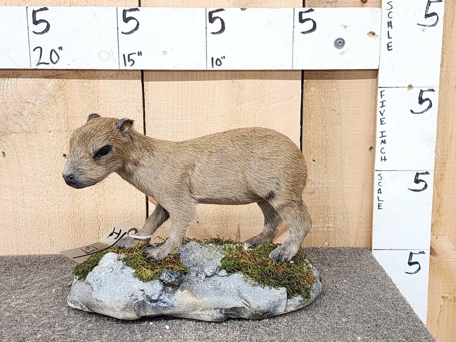Baby Capybara Full Body Taxidermy Mount Auction