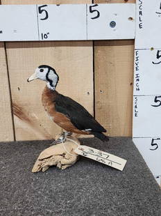 African Pygmy Goose Full Body Bird Taxidermy
