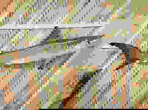 Reproduction Hammerhead Shark Taxidermy Auction