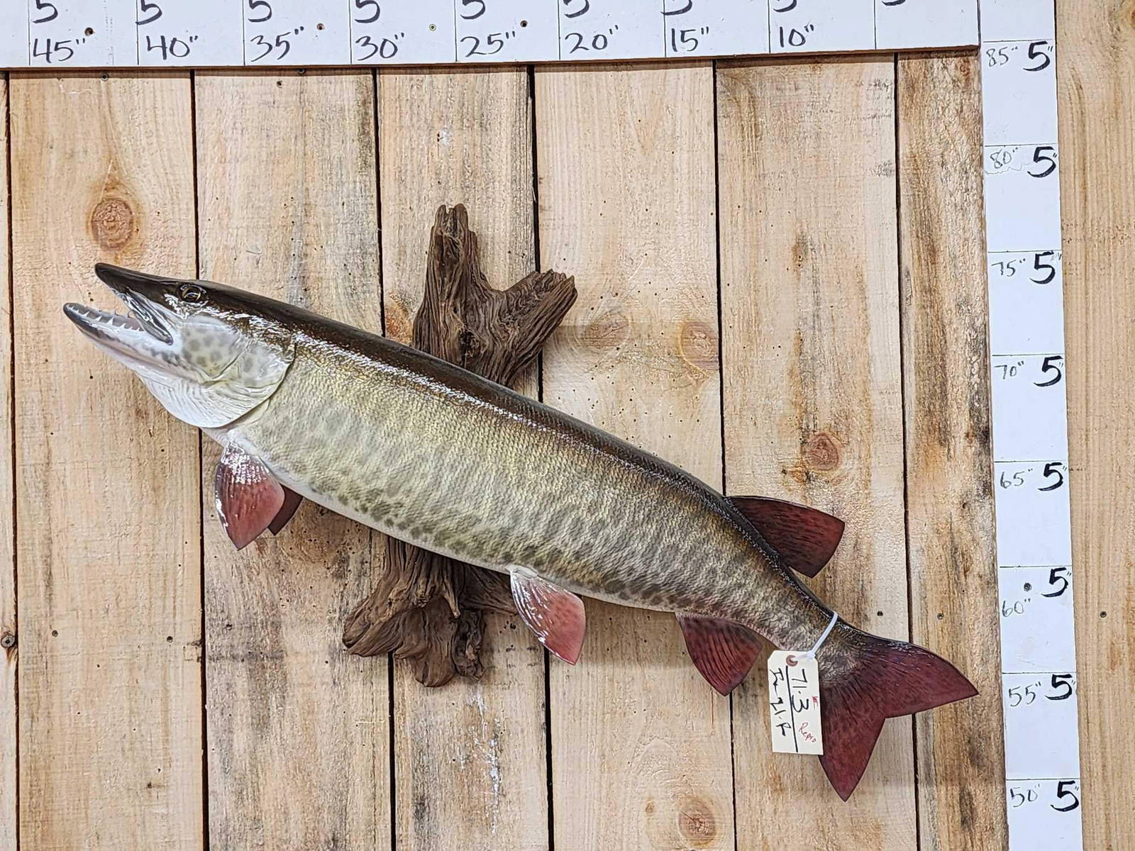 45" Muskie Reproduction Fish Taxidermy Auction