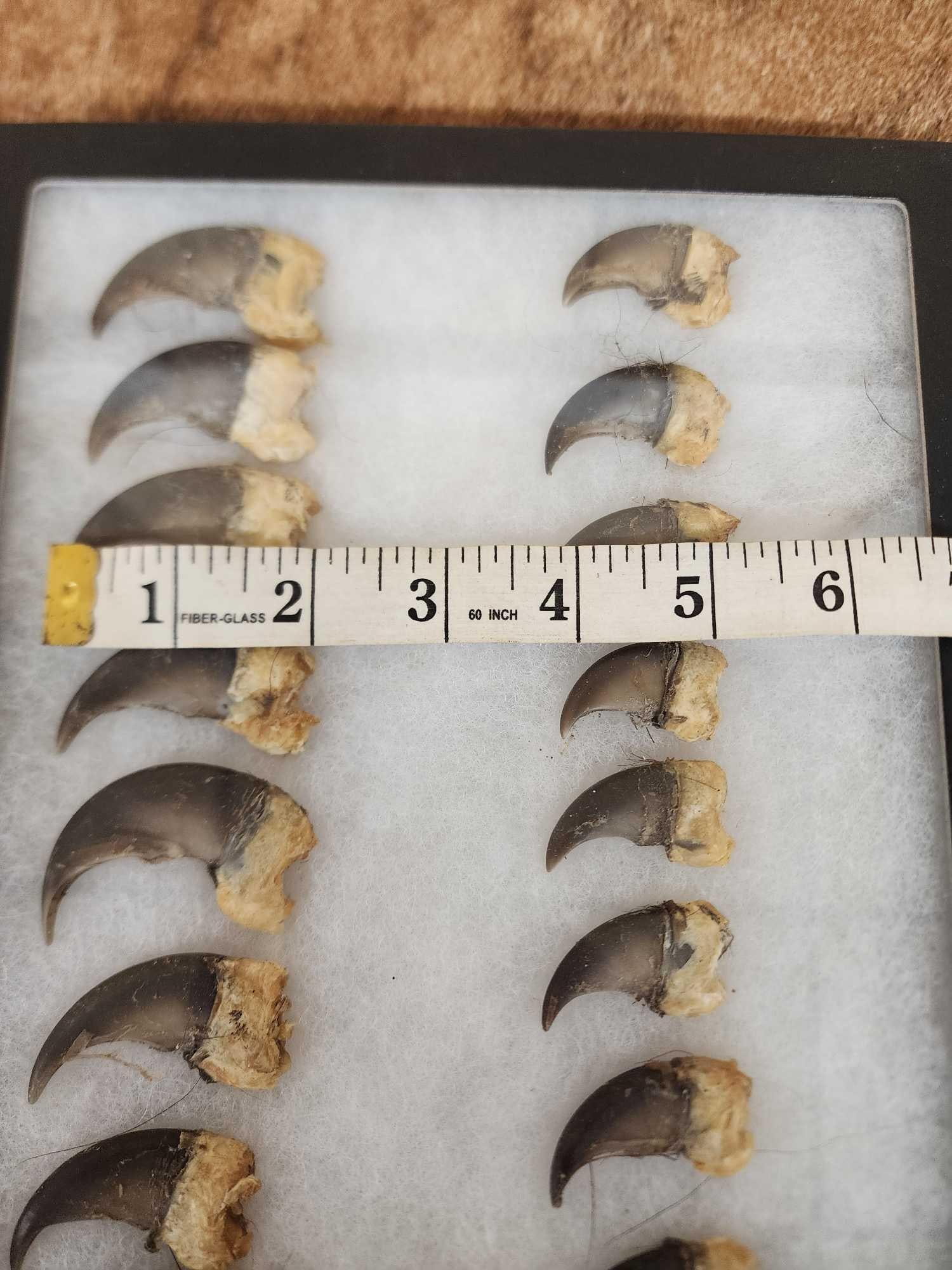 Set Of 20 Black Bear Claws Taxidermy Auction