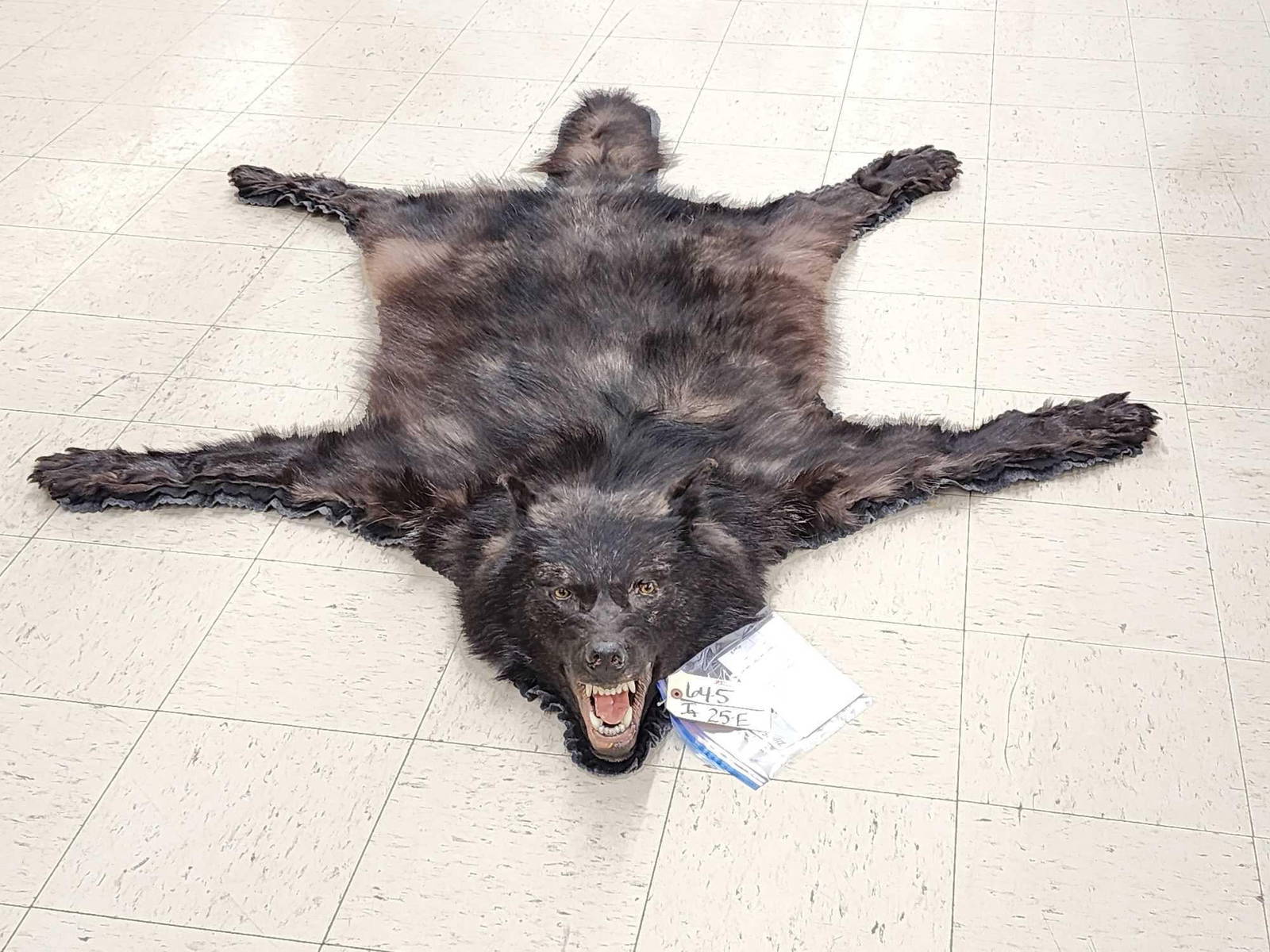 Beautiful Alaskan Black Wolf Rug Taxidermy Auction