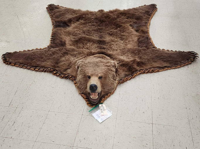Beautiful Alaskan Grizzly Bear Rug Taxidermy