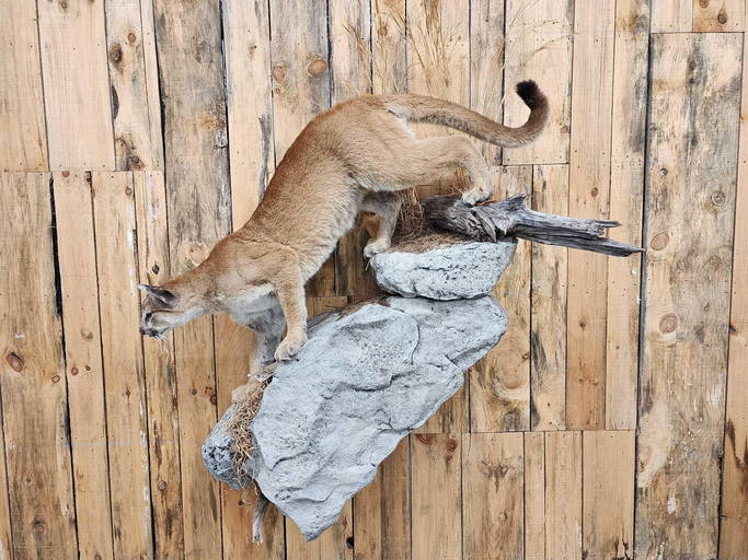 Spectacular Mountain Lion Cougar Full Body Taxidermy Mount