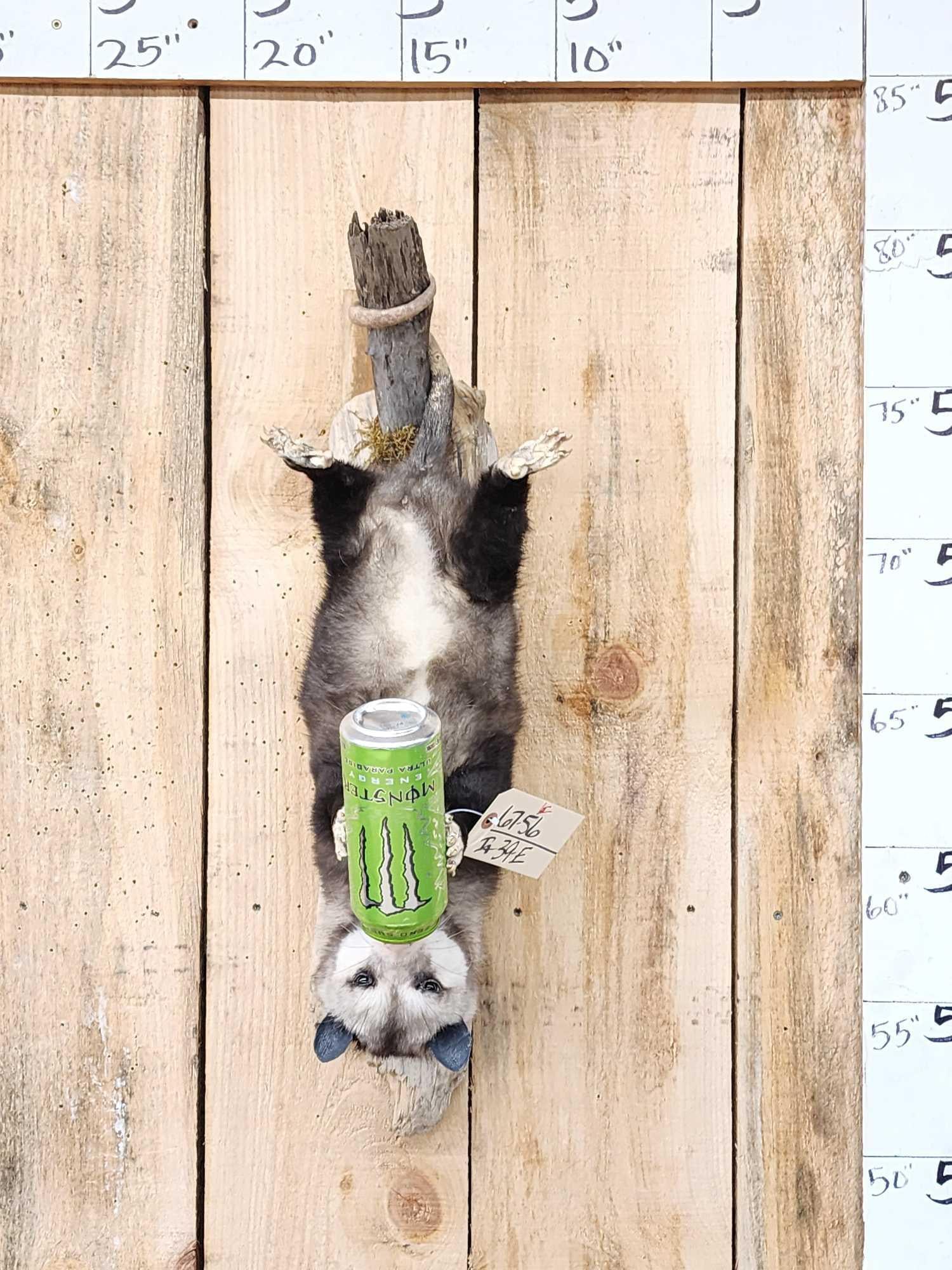 Opossum Hanging By Its Tail Full Body Taxidermy Mount Auction