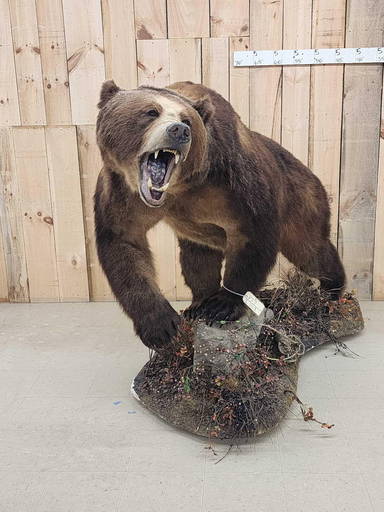 Awesome Grizzly Bear Full Body Taxidermy Mount