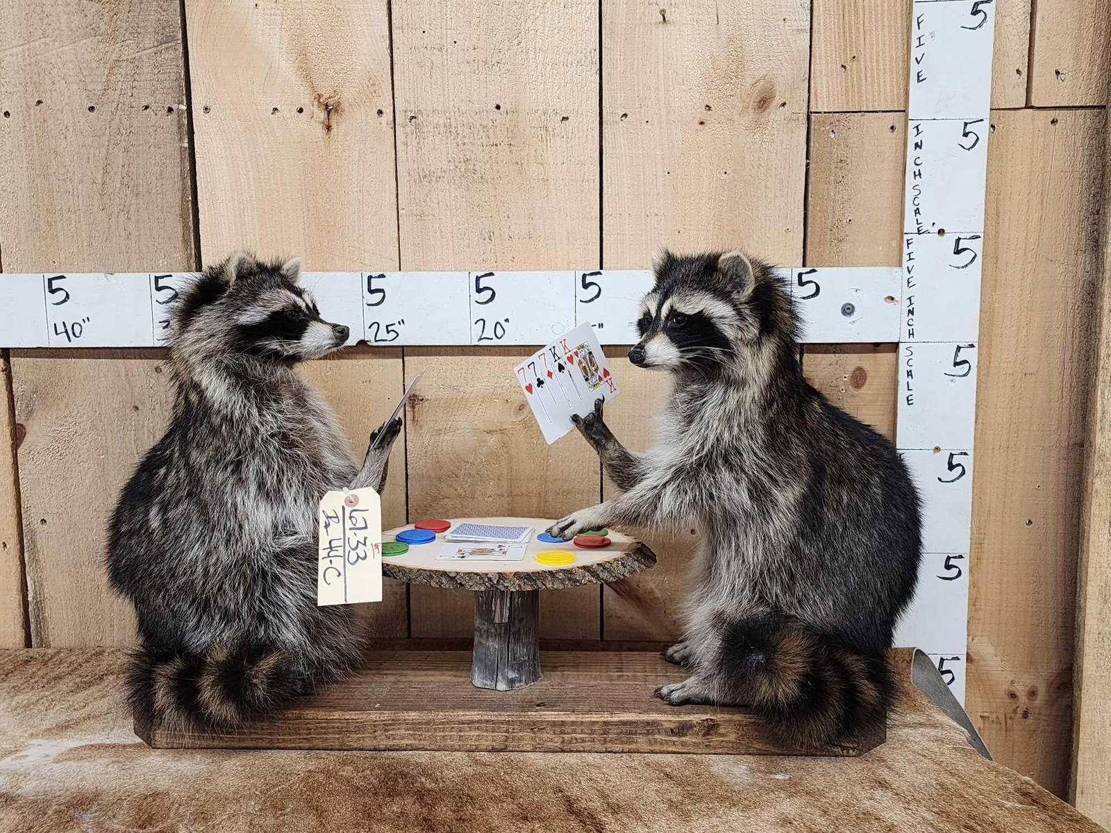 2 Raccoons Playing Poker Full Body Taxidermy Mount Auction