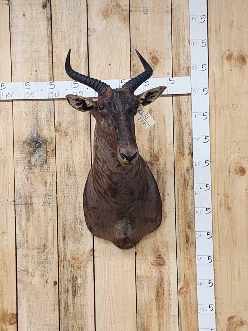 African Tsessebe Shoulder Mount Taxidermy Auction