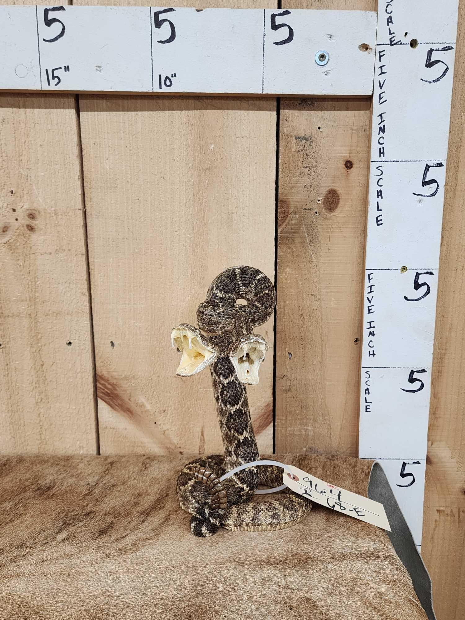 2 Headed Rattlesnake Sideshow Gaff Taxidermy Auction