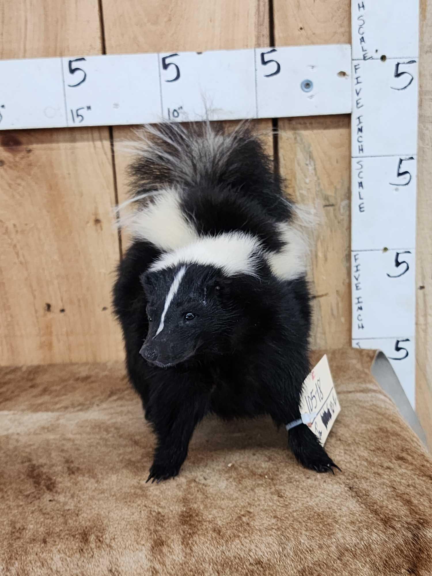 Skunk Full Body Taxidermy Mount Auction