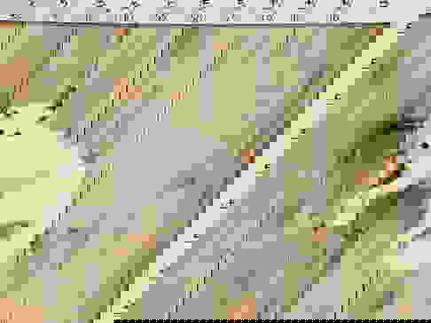 Beautiful White Fox Full Body Taxidermy Mount Auction