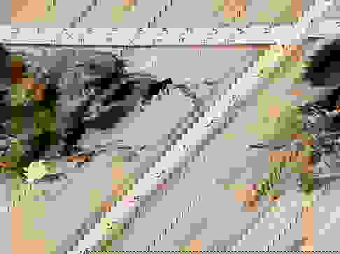 Silver Fox Full Body Taxidermy Mount Auction