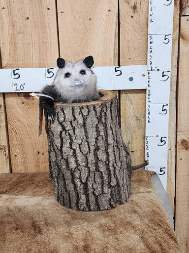 Opossum In A Log Taxidermy Mount