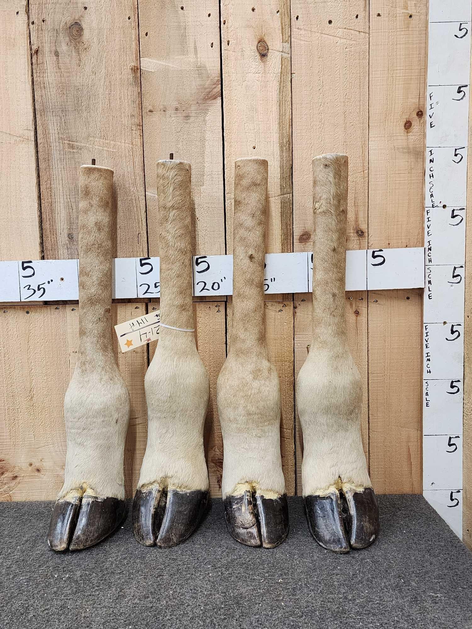4 Taxidermy Giraffe Legs Auction
