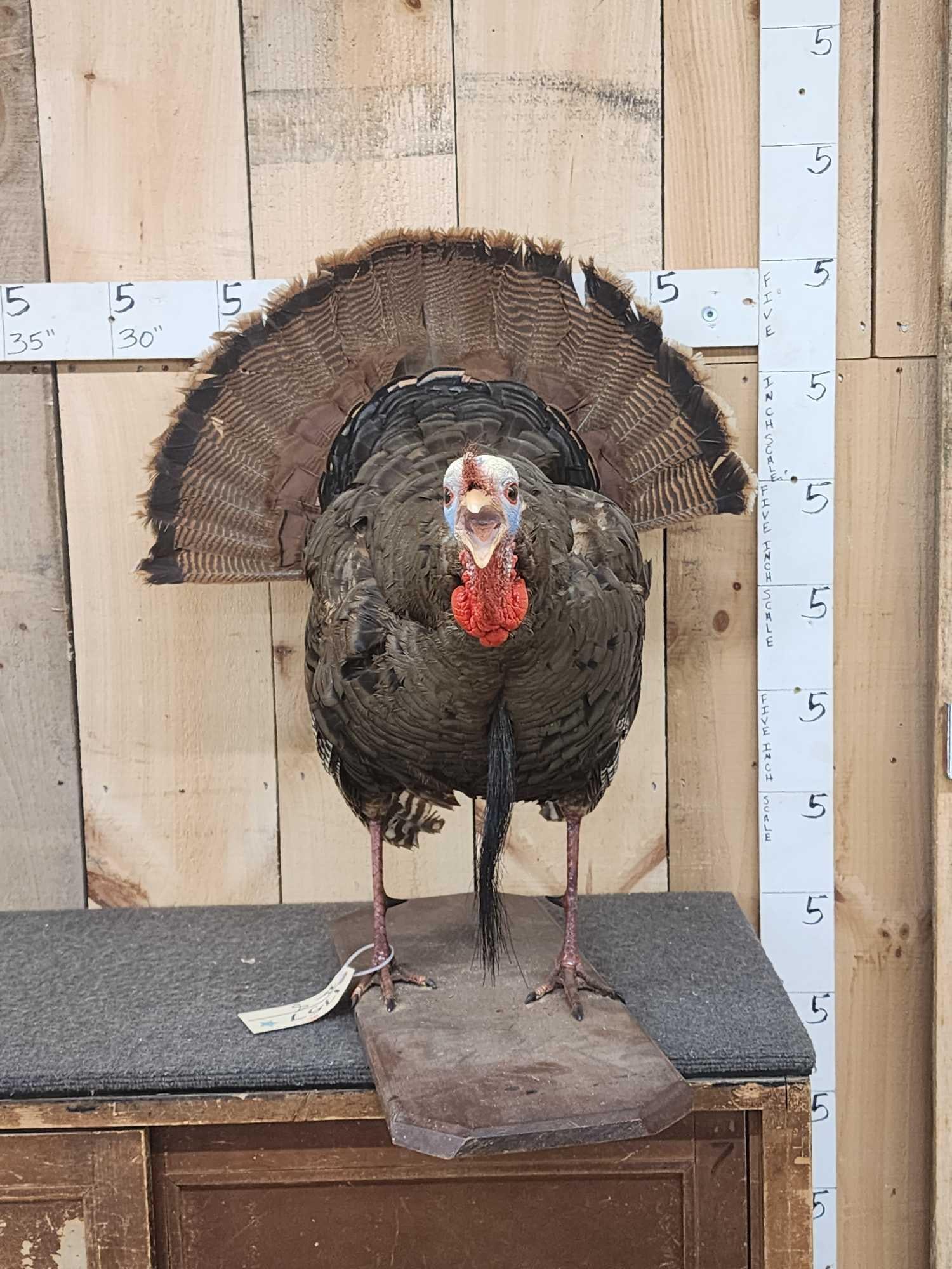 Gobbling Turkey Full Body Bird Taxidermy Auction