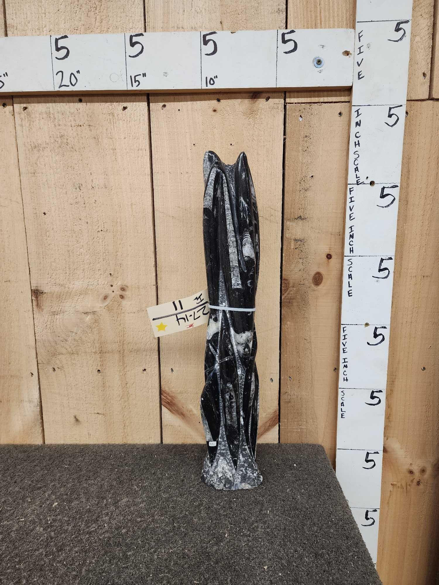 Ortoceras ( Fossilized Squid ) Tower Auction