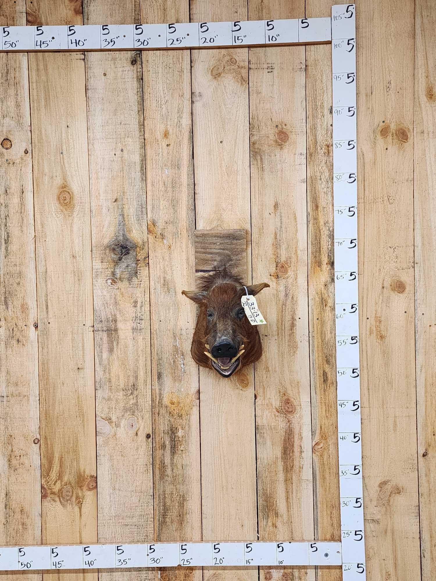 Wild Boar Hog Shoulder Mount Taxidermy Auction