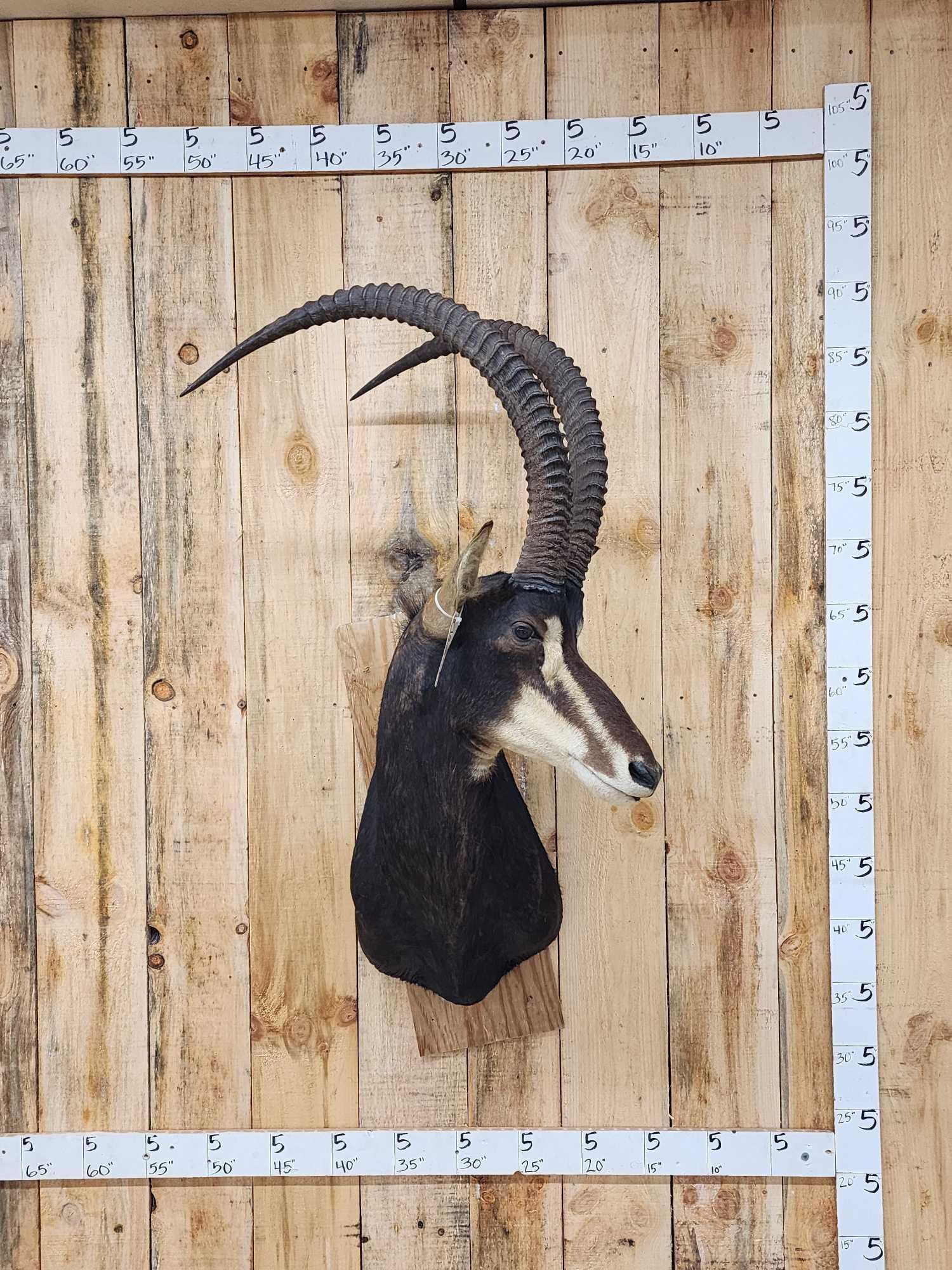 African Sable Antelope Shoulder Mount Taxidermy Auction