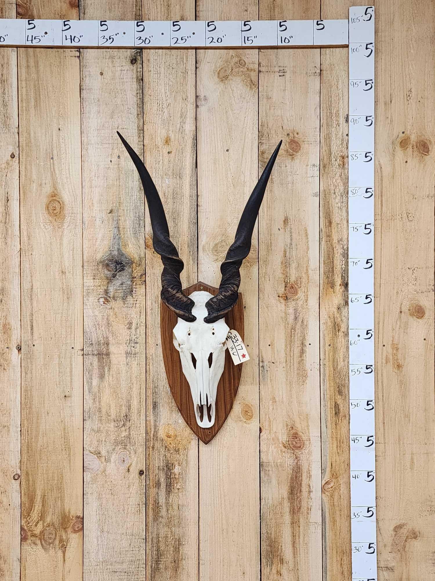 African Eland Skull Taxidermy Auction