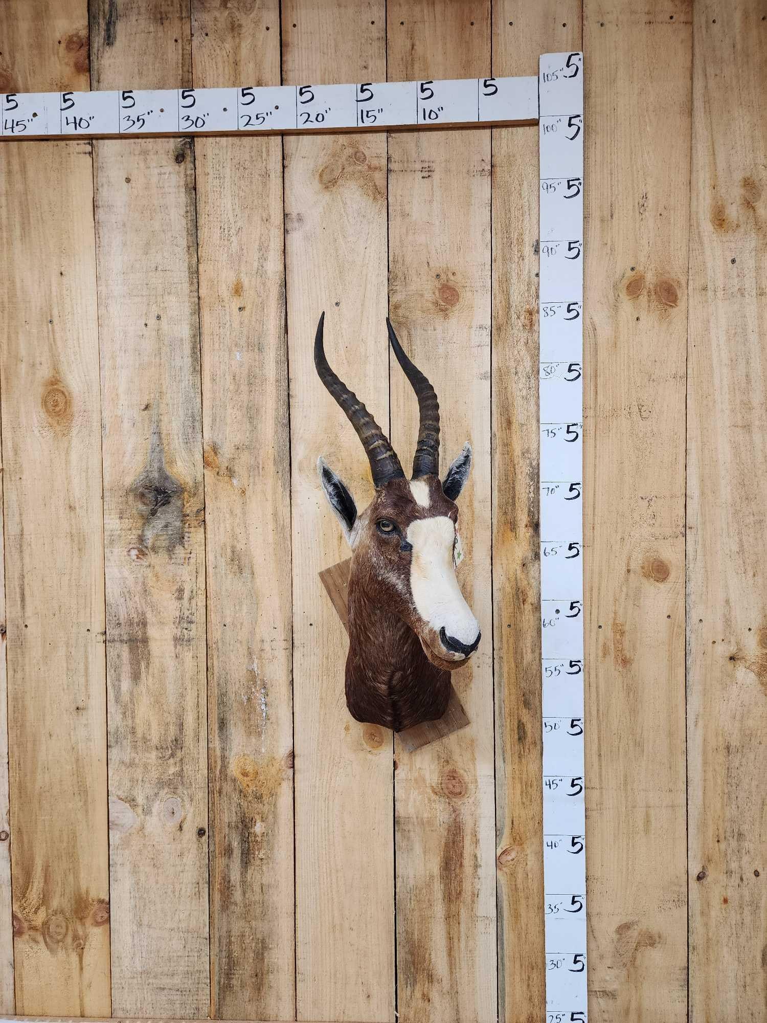 African Blesbok Shoulder Mount Taxidermy Auction