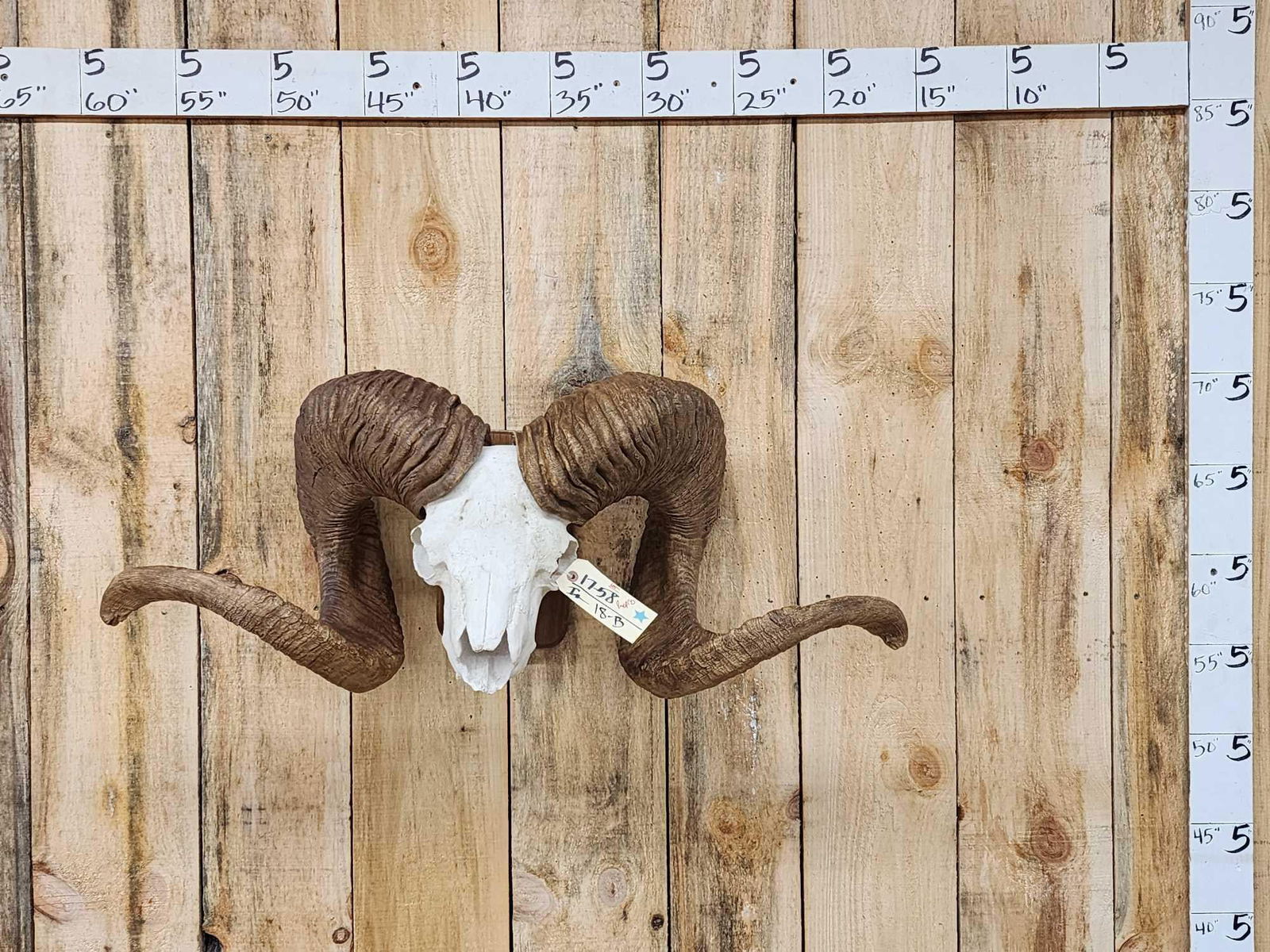 Giant Reproduction Marco Polo Sheep Skull Auction