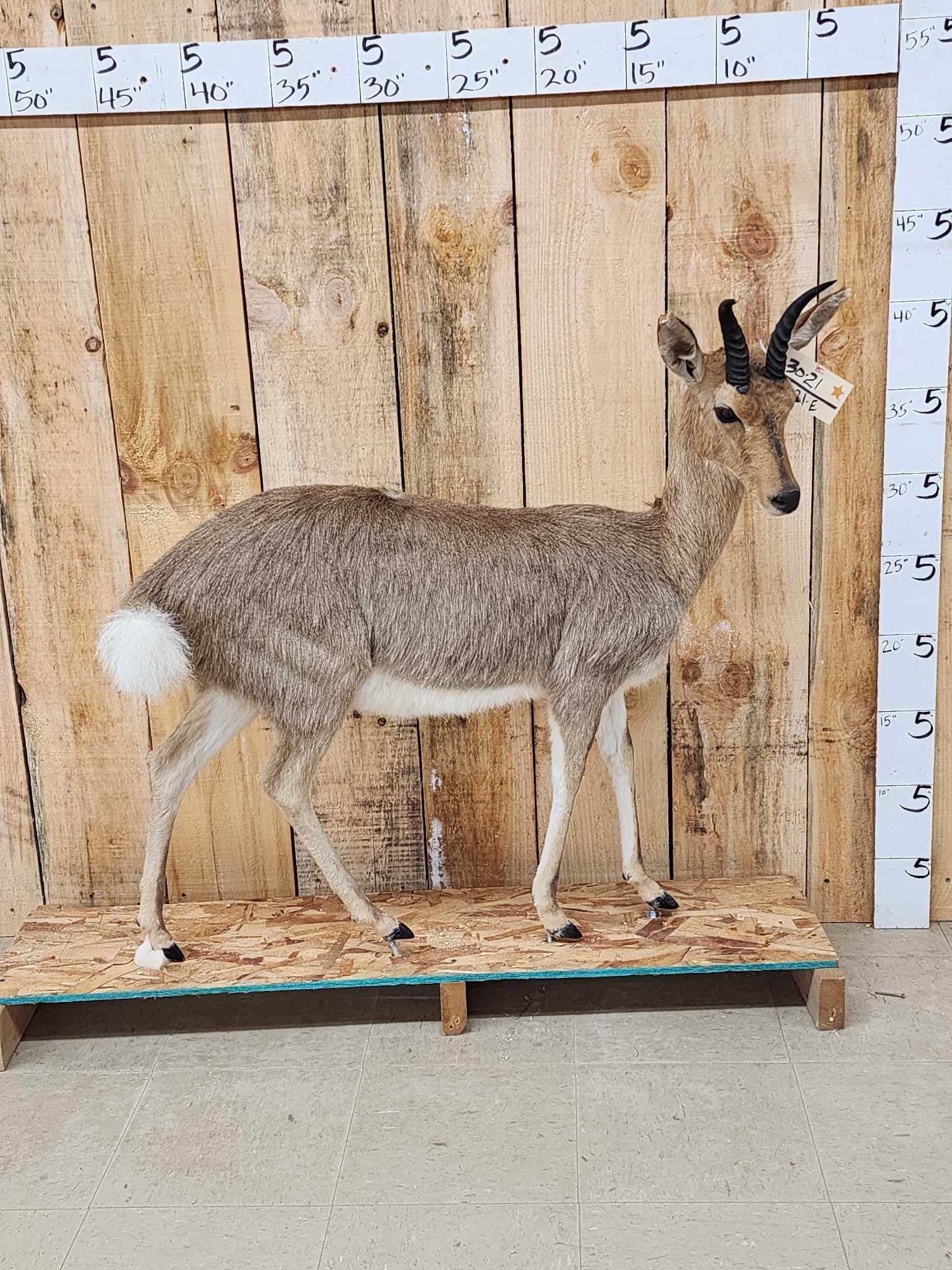 African Mountain Reedbuck Full Body Taxidermy Mount Auction