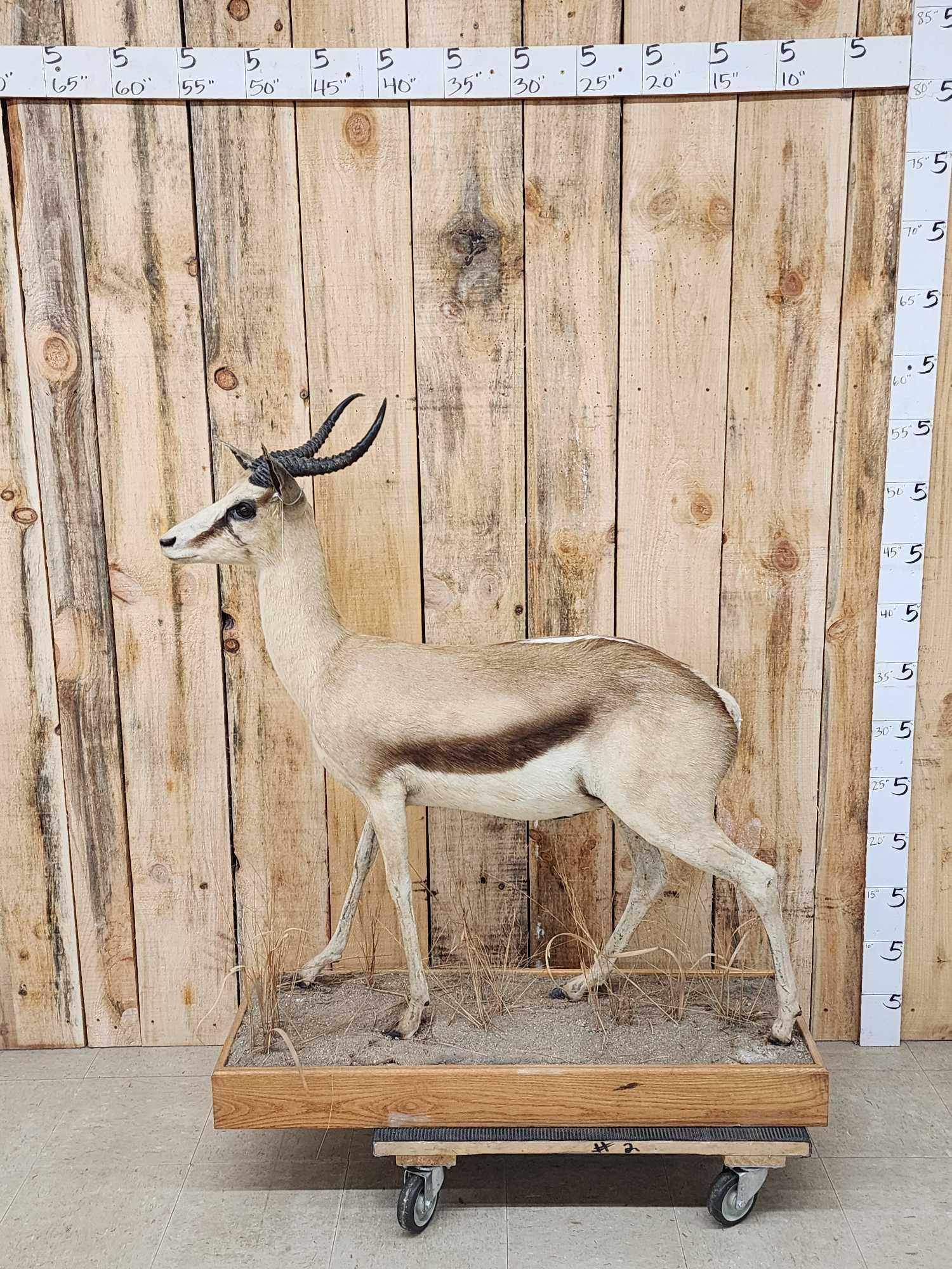 African Springbok Full Body Taxidermy Mount Auction