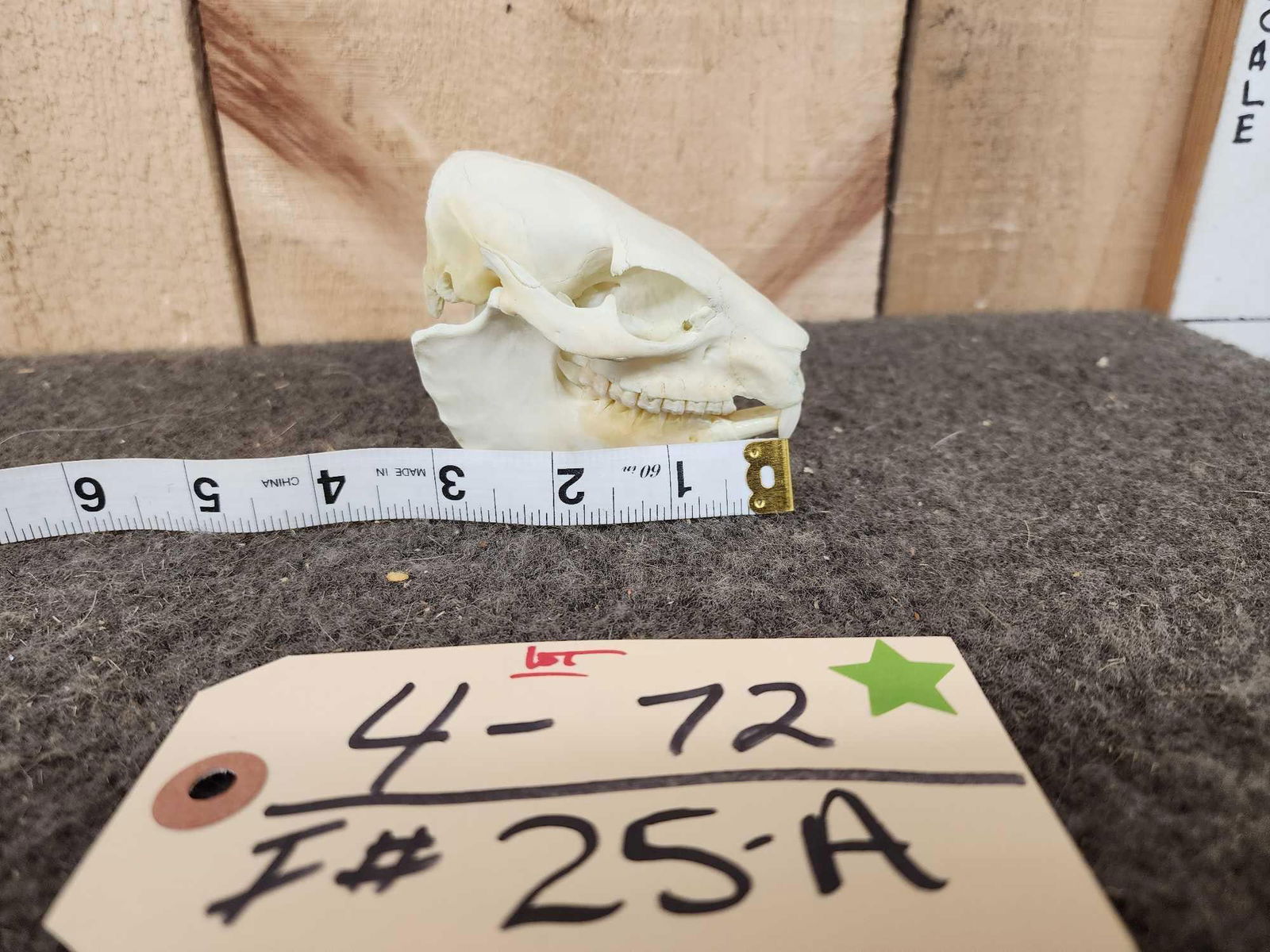 African Hyrax Skull Taxidermy Auction