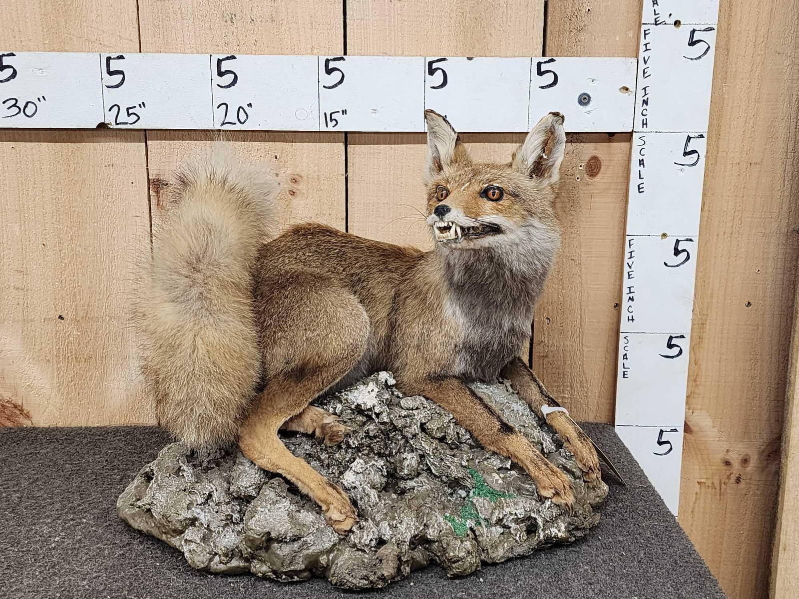 Crazy Red Fox Full Body Taxidermy Mount Auction