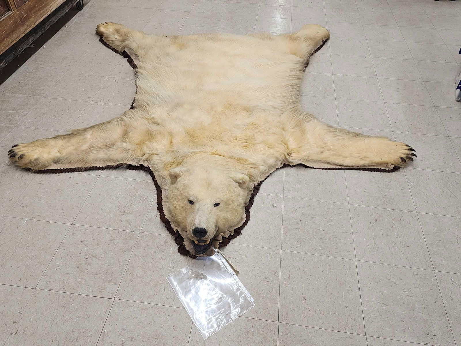 Vintage Polar Bear Rug Taxidermy Auction