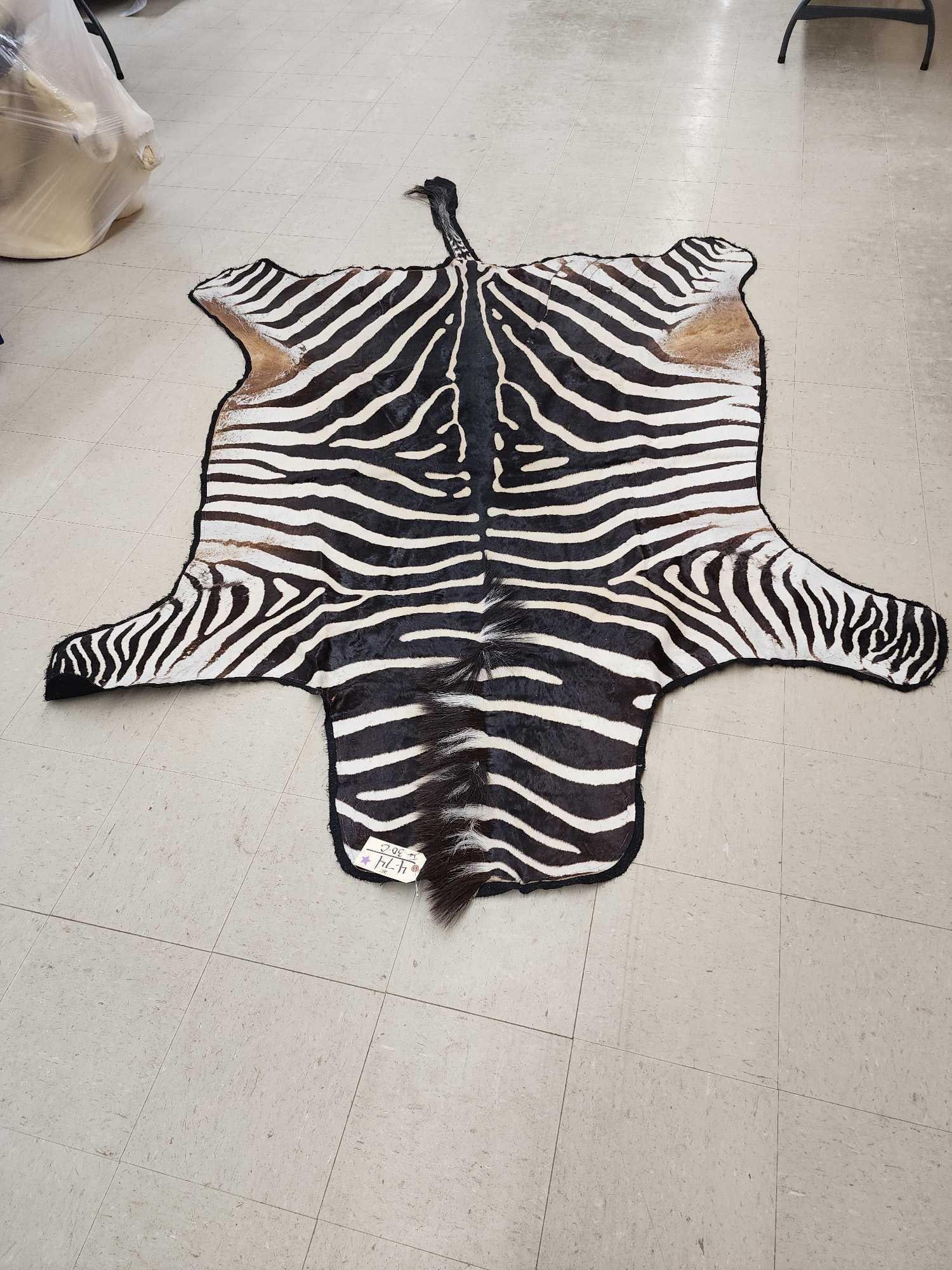 African Zebra Skin Rug Taxidermy Auction