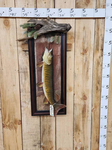 30" Muskie Real Skin Fish Taxidermy