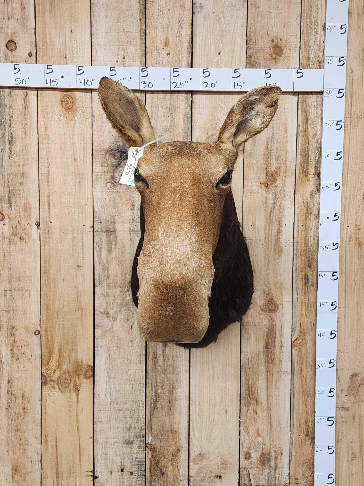 Cow Moose Shoulder Mount Taxidermy Auction