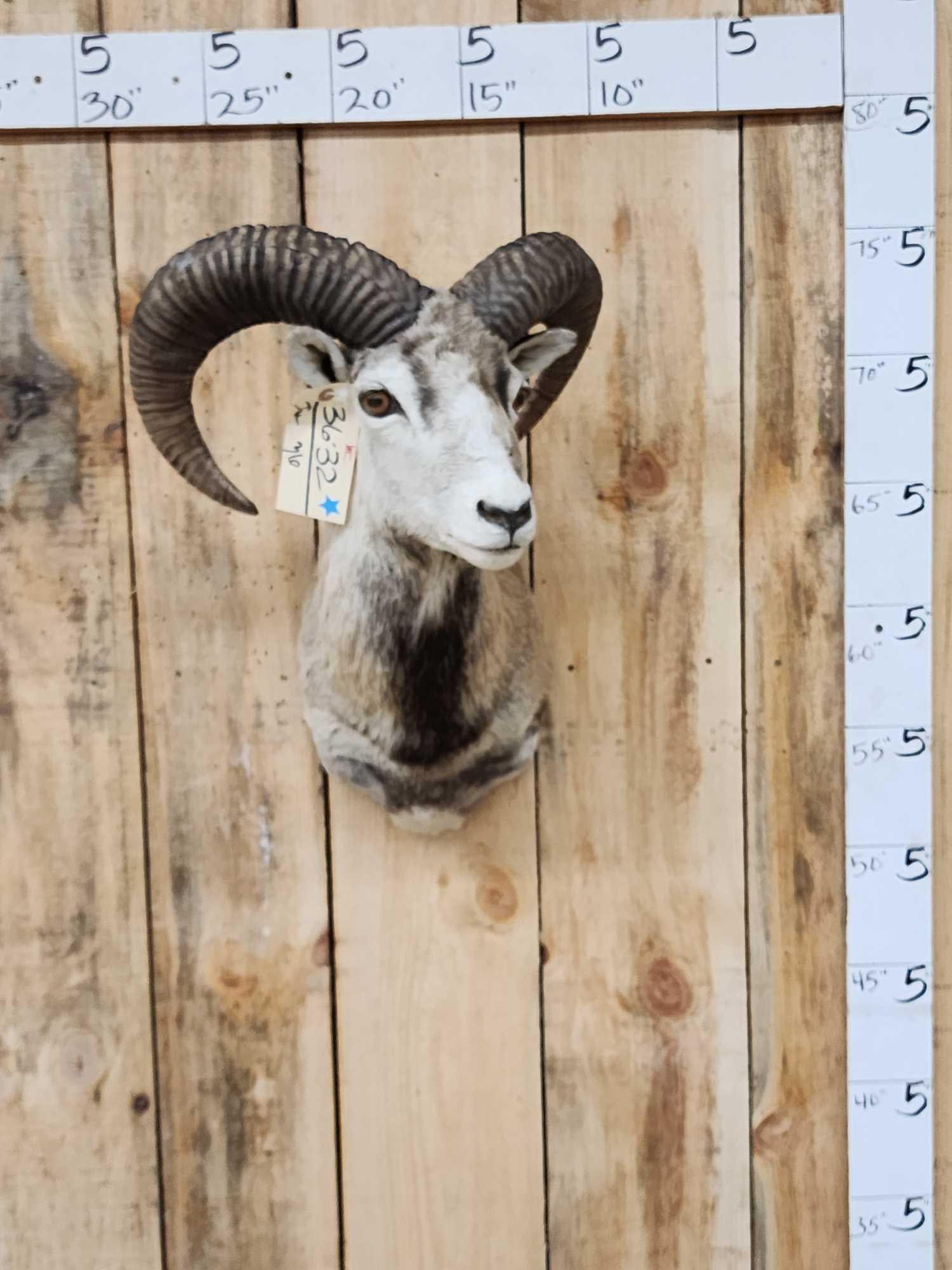 Ram Sheep Shoulder Mount Taxidermy Auction
