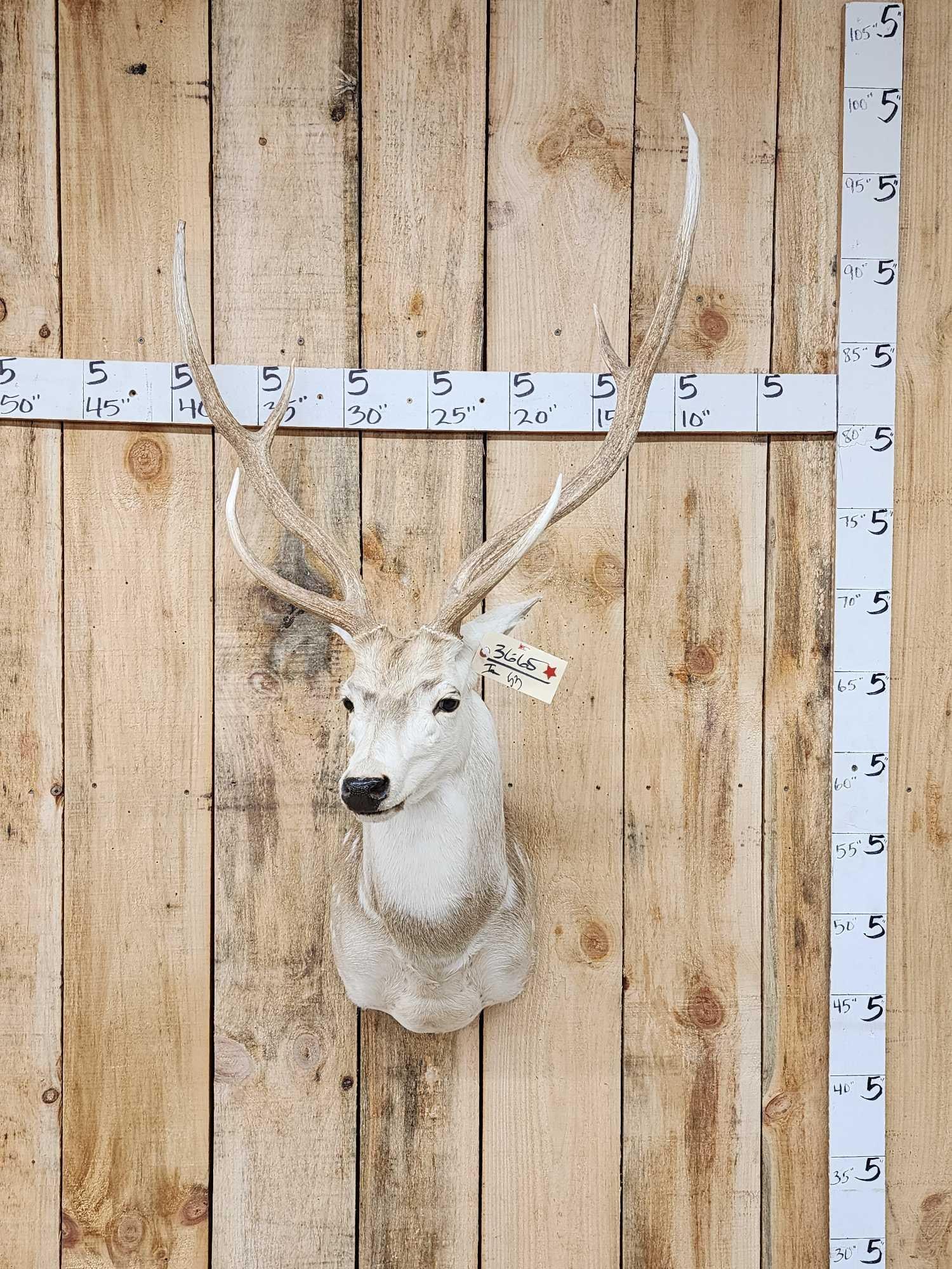 Axis Deer Shoulder Mount Taxidermy Auction