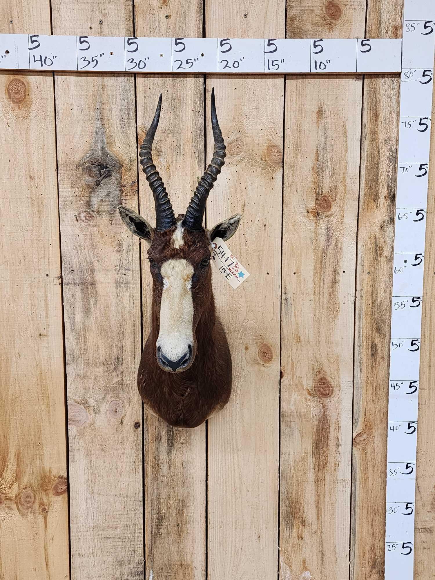 African Blesbok Shoulder Mount Taxidermy Auction